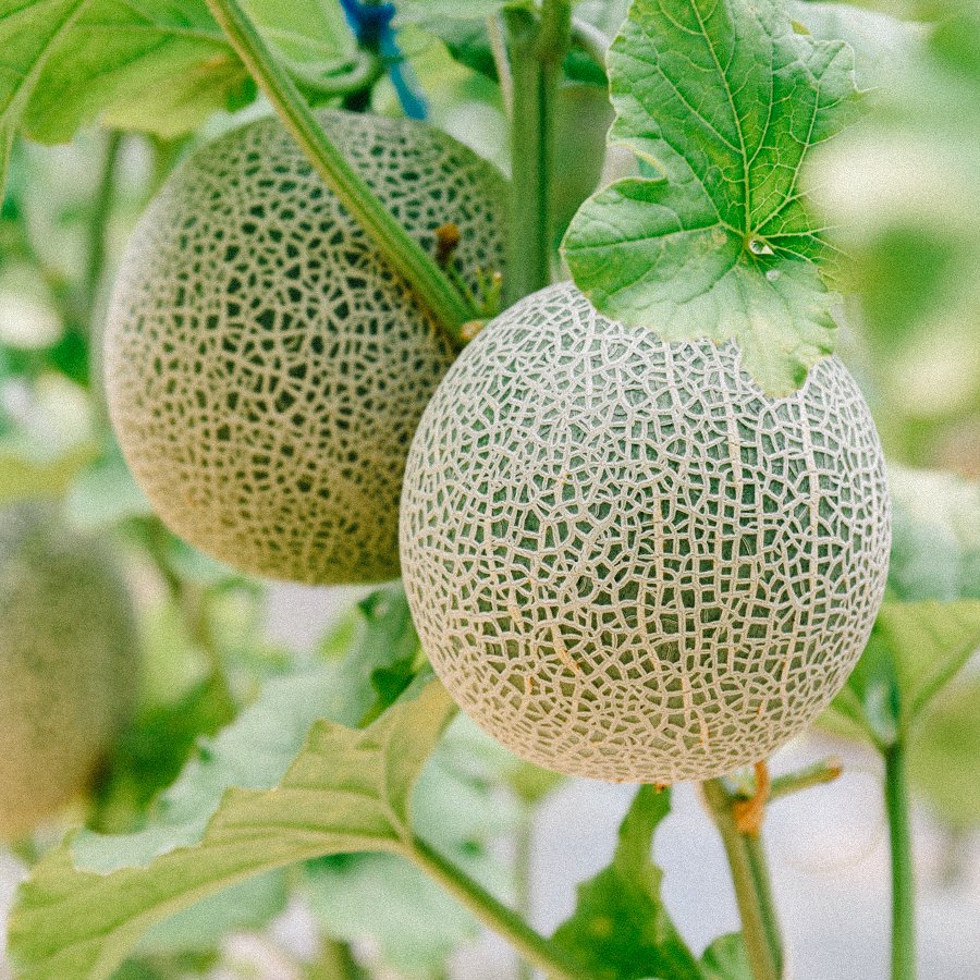 SOD Enzym Bio Melonenextrakt 20mg. Superoxid-Dismutase 60 Kapseln ...