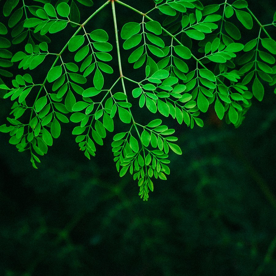 Bio Moringa Pulver, handernte in Ost-Nusa Tenggara, Indonesien 250g